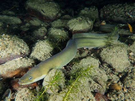 Riesen-Wels und Co.: Welche Fische leben eigentlich in unseren Badeseen?