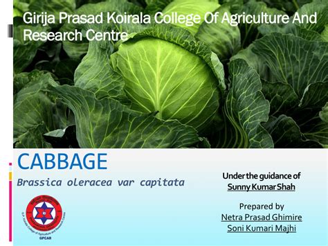 Pdf Presentation On Agronomic Practices On Cabbage Brassica Oleracea