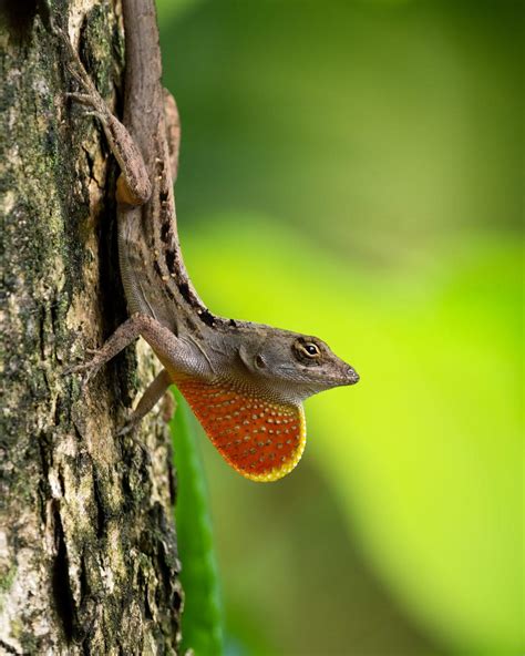 Anole Annals Your Source For The Latest On Anolis Lizards