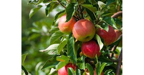 Няма устойчиви сортове на брашнеста мана Български Фермер