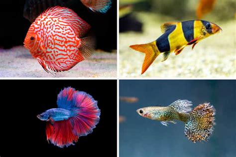 Colourful Tropical Fish 2025 Here Are 10 Of The Most Colourful Fish