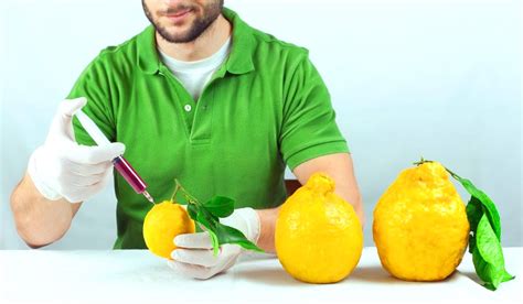 Curiosidades Loucuras OGM tudo o que você precisa saber