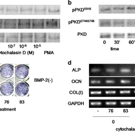 Cytochalasin D Induced Phosphorylation Of Two Serine Residues In Pkd Download Scientific