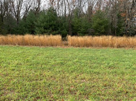 Food Plot Seed Switchgrass Plants Seeds And Bulbs Stoughton