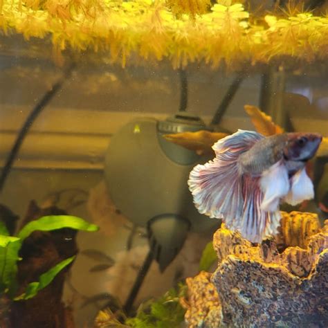 Heres My Beautiful Boy Flareon Raquariums