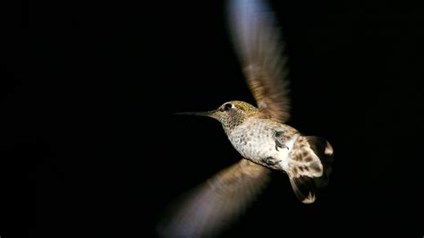 벌새의 비행 검은 배경 배경 화면 1920x1080 배경 화면 다운로드