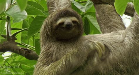 Quand Ils Font Caca Les Paresseux Risquent Vraiment Leur Vie Animaux