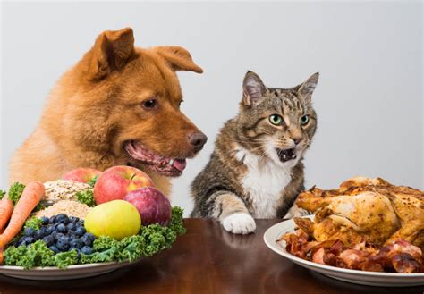 10 Reglas De La Alimentación De Perros Y Gatos Martha Debayle