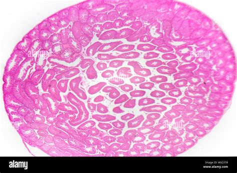 Testis Slide Seminiferous Tubules