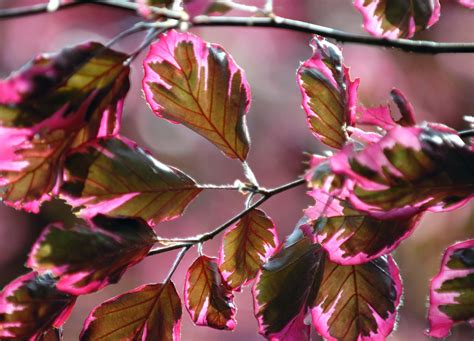 Beech Tree Petitti Garden Centers