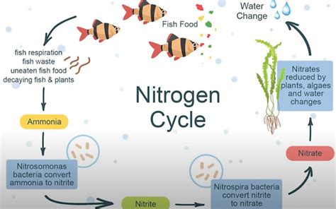Troubleshooting Common Water Chemistry Problems In Your Aquarium