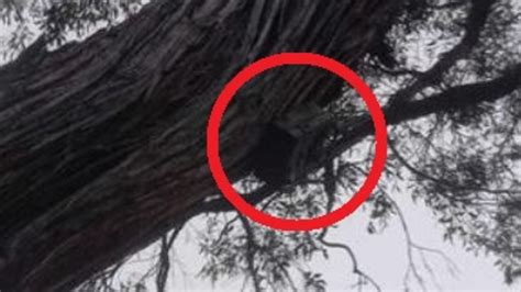 Tracked Disturbing Find In Aussie Tree News Com Au Australias Leading News Site For