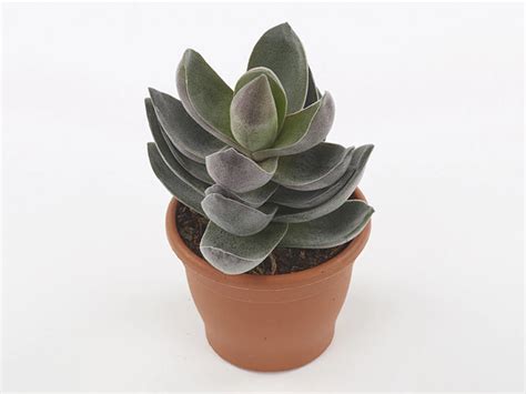 Crassula Garnet Lotus