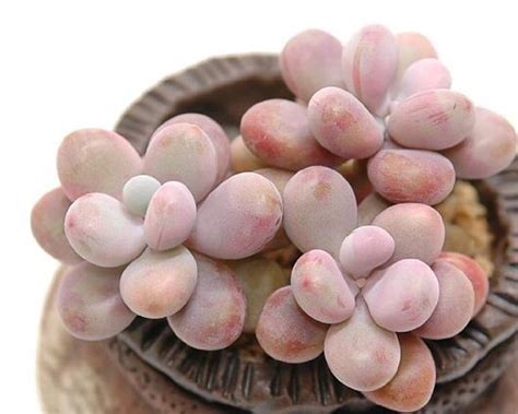 【桃之卵】 Graptopetalum Amethystinum 景天科crassulaceae 风车草属graptopetalum