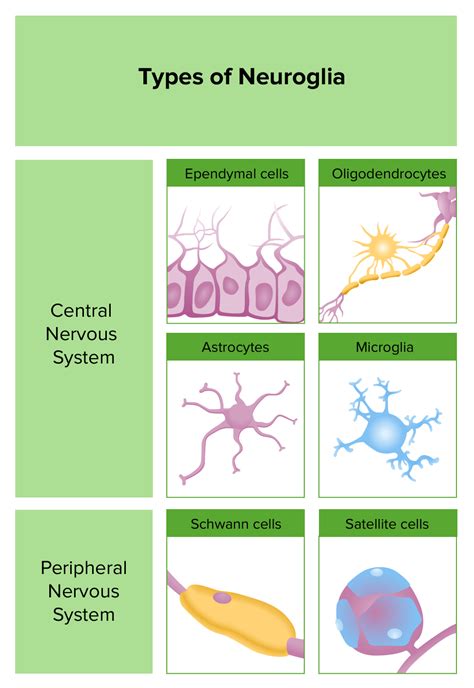 Types Of Neuroglial Cells