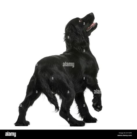 Working Cocker Spaniel Dog Cut Out Stock Images And Pictures Alamy