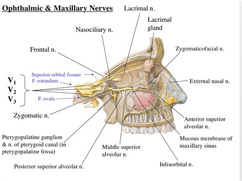 Nasociliary Nerve