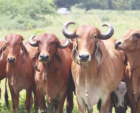 The Golden Gir Cow Cost Unlocking The Benefits And Value Of Indias