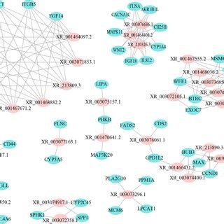 The Co Expression Network For The Differentially Expressed Lncrnas And