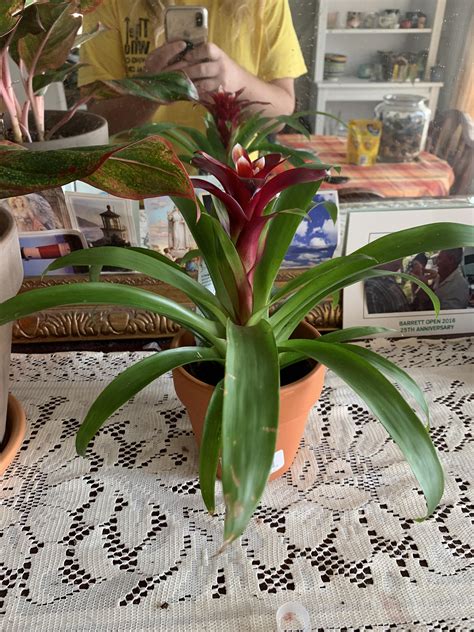 Care Tips Rbromeliad