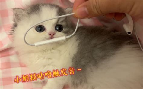Asmr小奶猫咕噜声哄你睡觉～ 添添是个幸运宝 添添是个幸运宝 哔哩哔哩视频