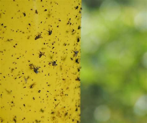 Most Common Citrus Pests And Diseases Love The Garden