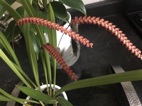 Dendrochilum Wenzelii Flower Aesthetic Orchid Flower Orchids