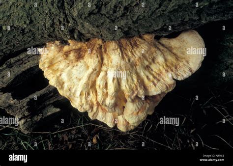 Fungus In Tree Root Stock Photo Alamy