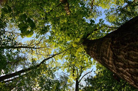 2 무료 폴란드어 숲 And 숲 이미지 Pixabay