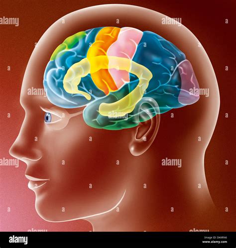 Motor Cortex High Resolution Stock Photography And Images Alamy
