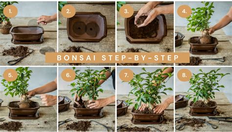 Sneak Peek Bonsai Line Discover The Extensive Line To Make Your Own Bonsai Esschert Design