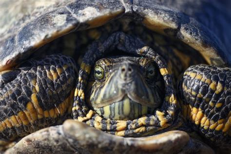 Se Liberaron 17 Animales En Un Santuario Natural En Entre Ríos