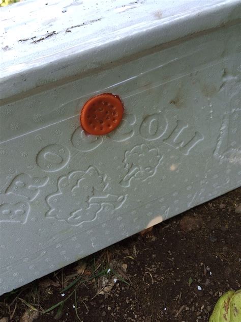 Comunidad De Foros De Apicultura Caza Emjambres Caseros Y Que Les Den Temas Generales