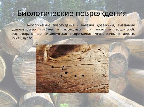 Виды пороков древесины и их использование Online Presentation