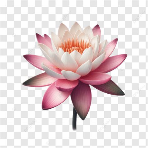 A Realistic Pink And White Water Lilly Picture Water Lilly Water