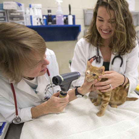 Current Dvm Students Texas A M Veterinary Medicine Biomedical Sciences