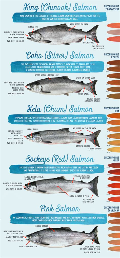 5 Species Of Alaska Salmon