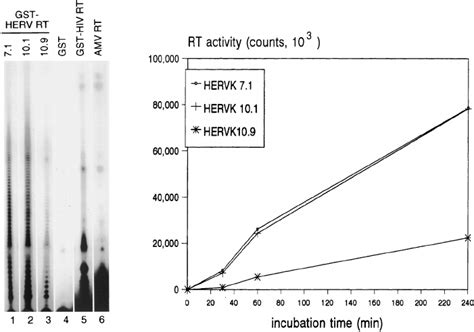 Kinetics Of Reverse Transcription And Processivity The Herv K Rt