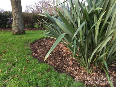 Bark Mulch 101 The Basics About Different Bark Products
