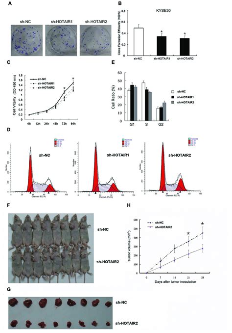 Hotair Promoted Cell Proliferation In Vitro And In Vivo A B Clone