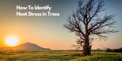 How To Identify Heat Stress In Trees 16 Sources