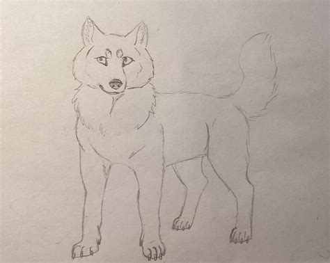 My First Try At Drawing A Kinda Realistic Wolf Rwerewolves