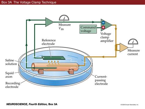 Ppt Box 3a The Voltage Clamp Technique Powerpoint Presentation Free