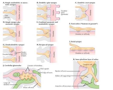 TYPES OF SYNAPSES Pediagenosis