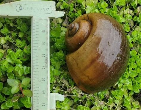 Freshwater Gastropods Of North America Deadly Snails Invading The Us