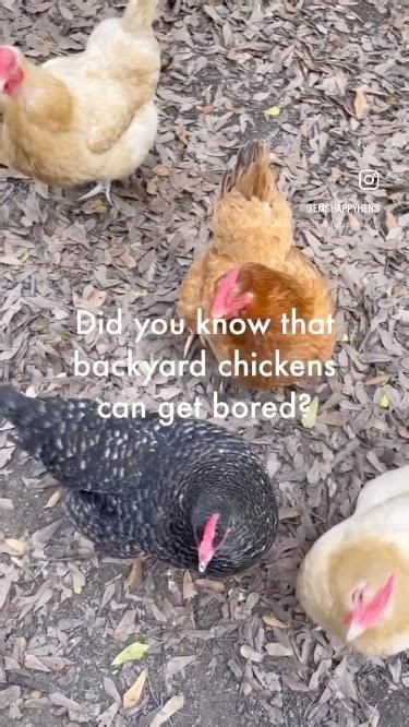 Chicken Boredom Backyard Chicken Farming Chicken Garden Chicken