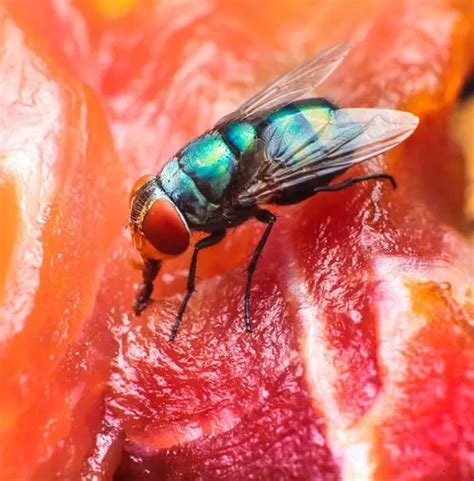 25 Tiny Bugs In House Near Windows You Need To Look Out For