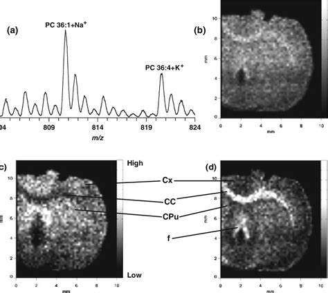 6 Maldi Im Images Using Dhb Matrix In Positive Ion Mode A 1d Mass