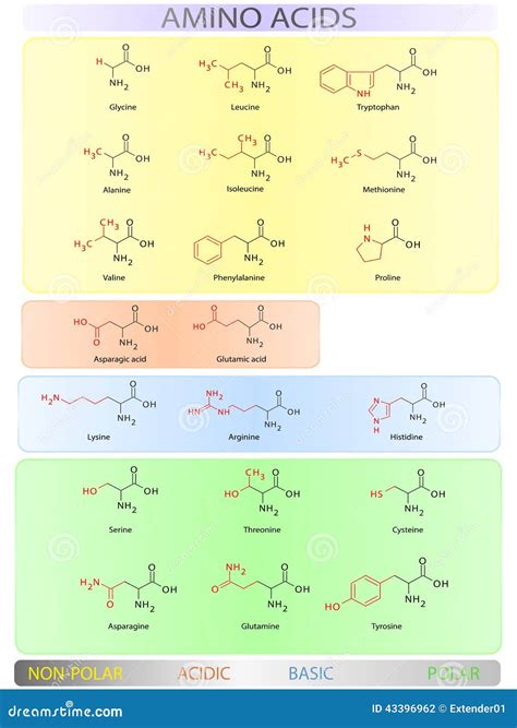 Amino Acids Table Stock Vector Illustration Of Hydrophilic 43396962