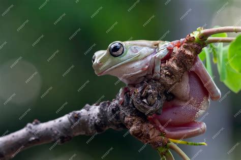Premium Photo Dumpy Frog Litoria Caerulea On Branch Dumpy Frog On Keaves With Isolated Background